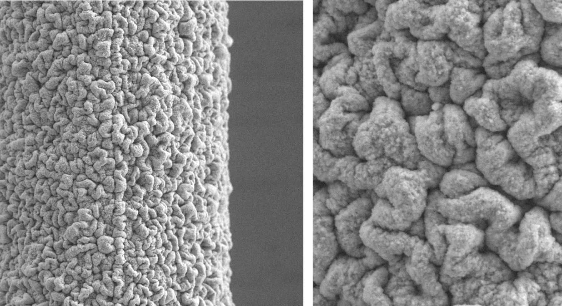 Hitachi | TM4000PlusIII Tabletop SEM